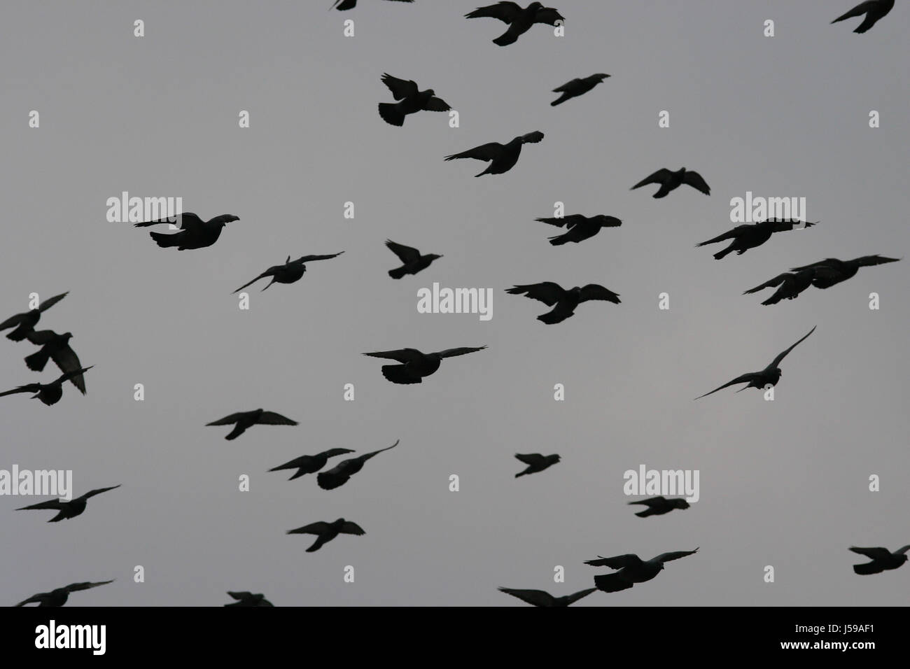 city town flight bird birds swarm school pigeons invasion land realty ...