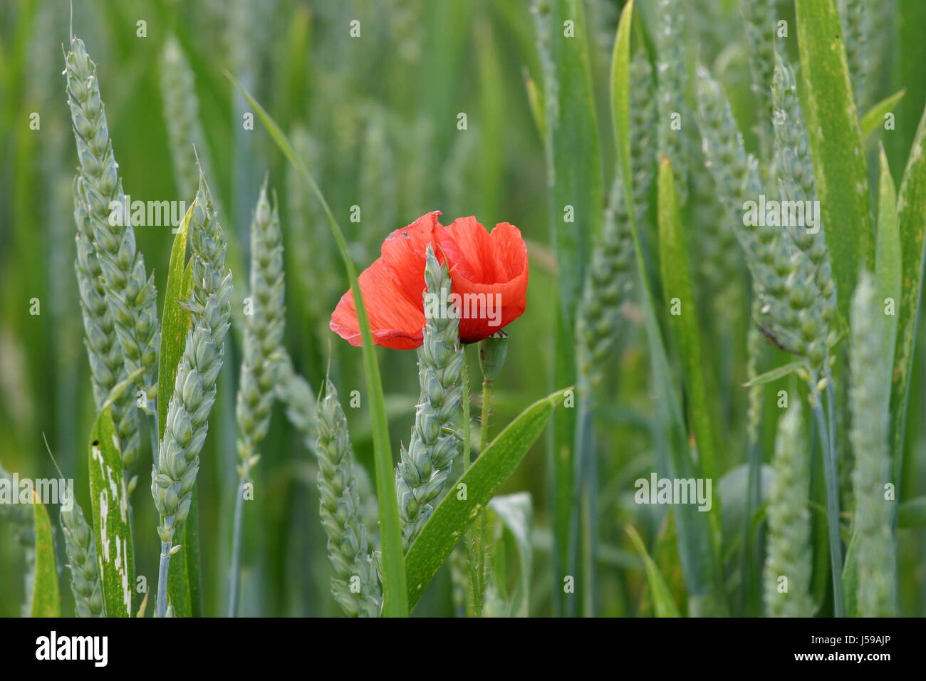 flower plant green field grain poppy offspring acre weed wheat barley ...