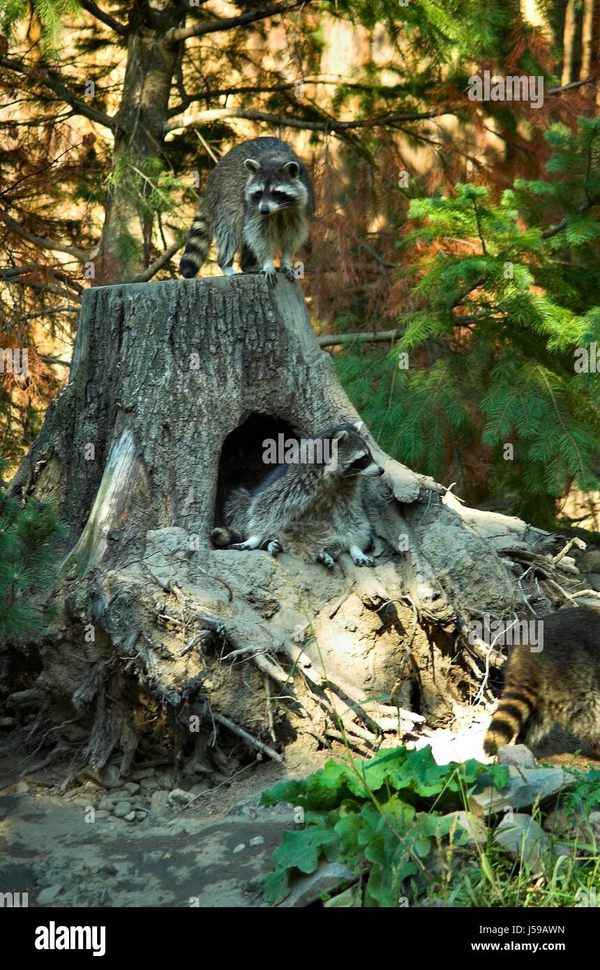 trunk playful animals zoo skin mammals root raccoons bears forest ...