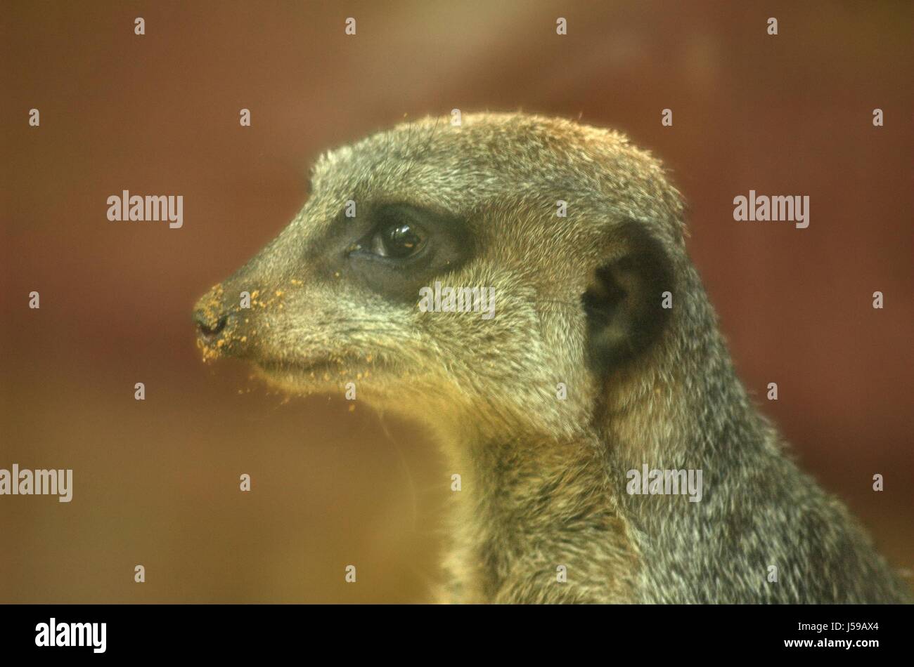 Sandman hi-res stock photography and images - Alamy
