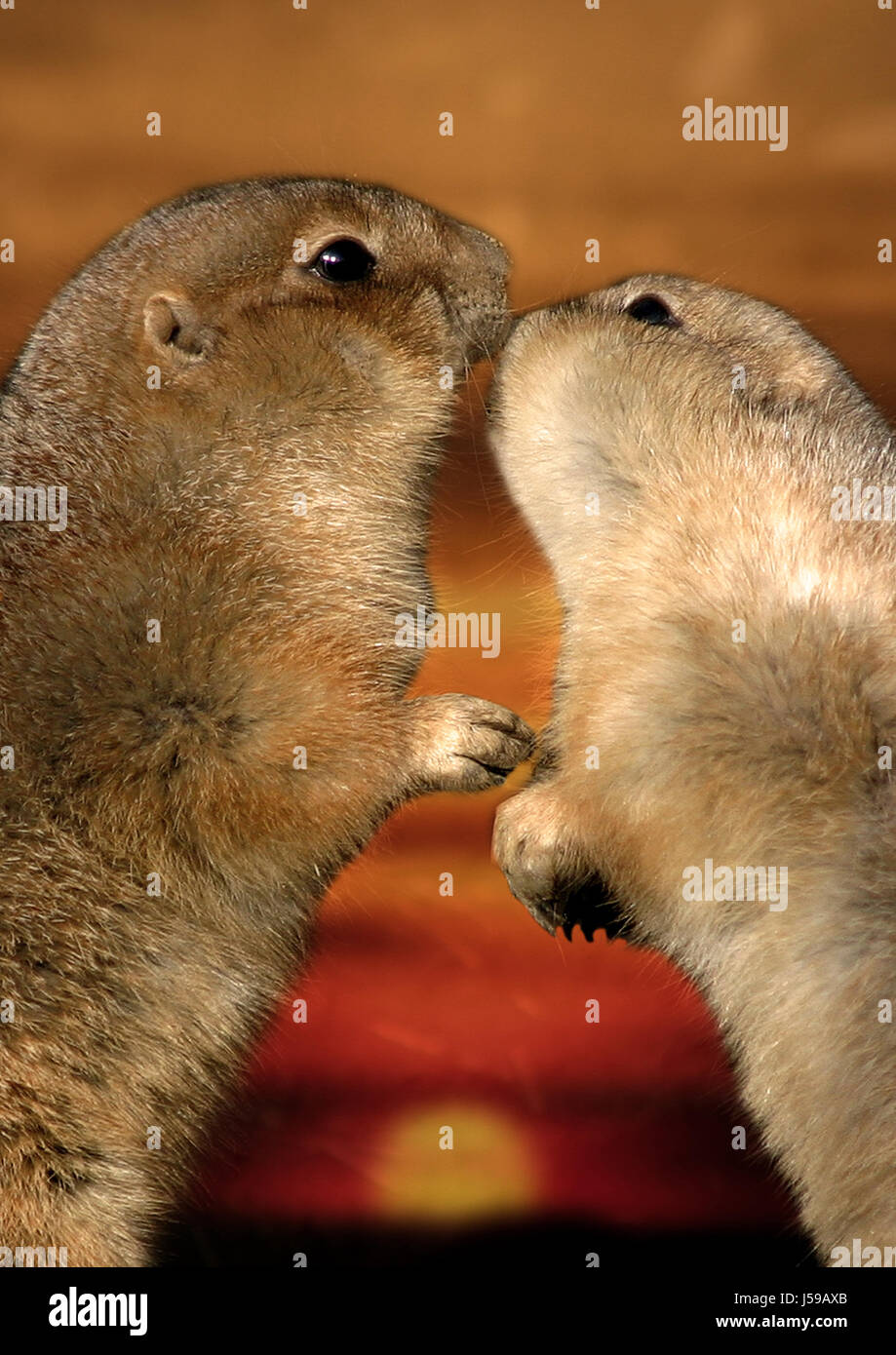 animal sunset romantic animals romanticism tenderness dear endearing ...