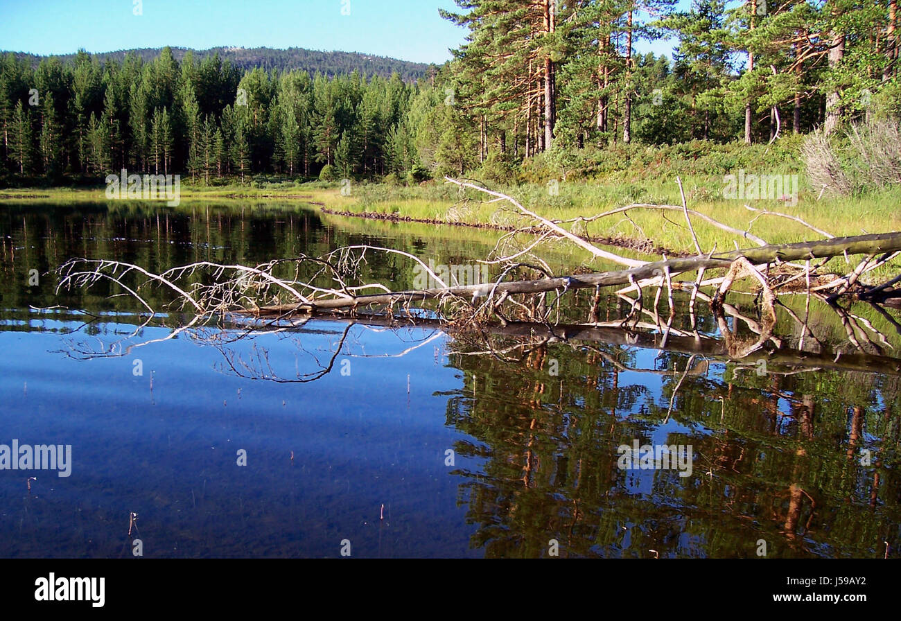 Tree corpse hi-res stock photography and images - Alamy