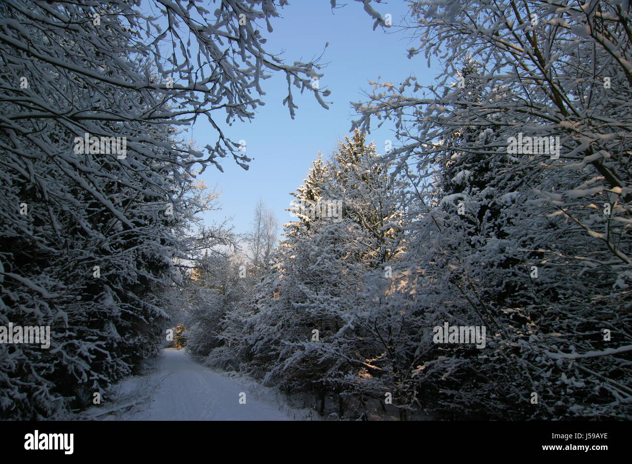 blue tree trees blank european caucasian ice frost sunshine new year ...