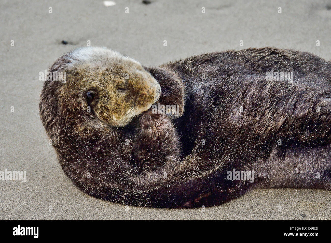 California Sea Otter Stock Photo - Alamy
