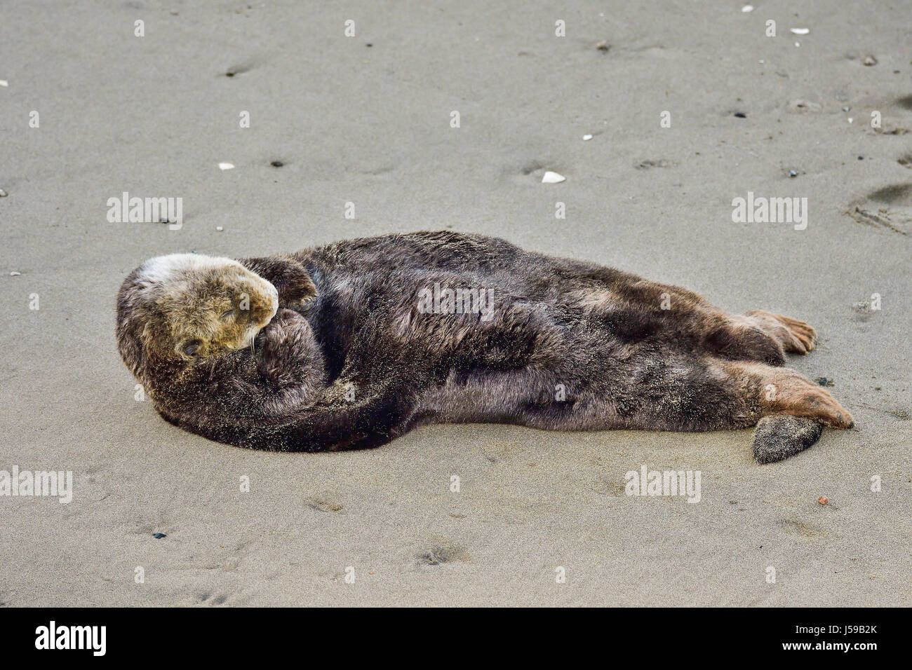 California Sea Otter Stock Photo - Alamy