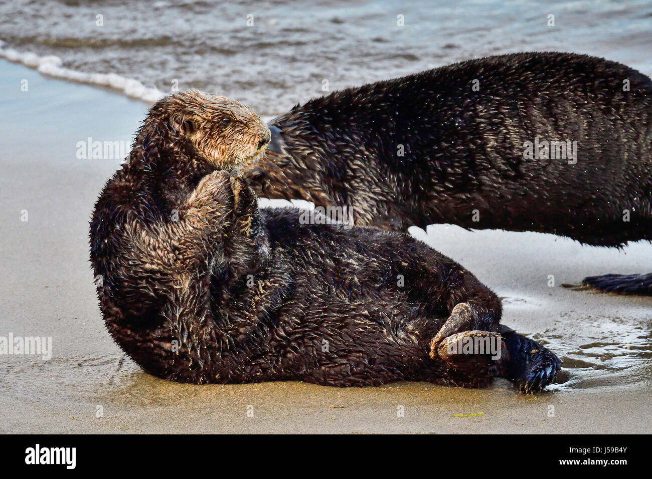 California Sea Otter Stock Photo - Alamy