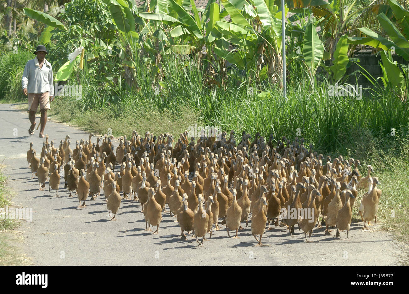culture green asia indonesia human human being person palms asiatic ...