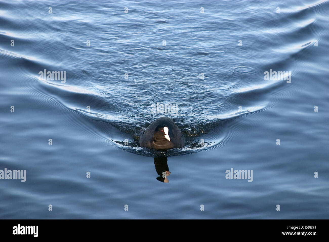 bird black swarthy jetblack deep black birds formation reflex wave wet ...