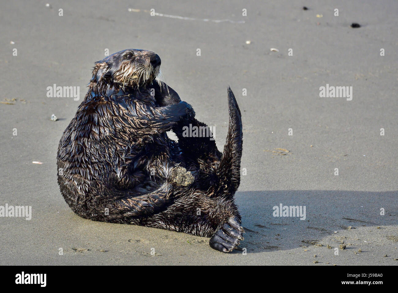 Otter tail hi-res stock photography and images - Alamy