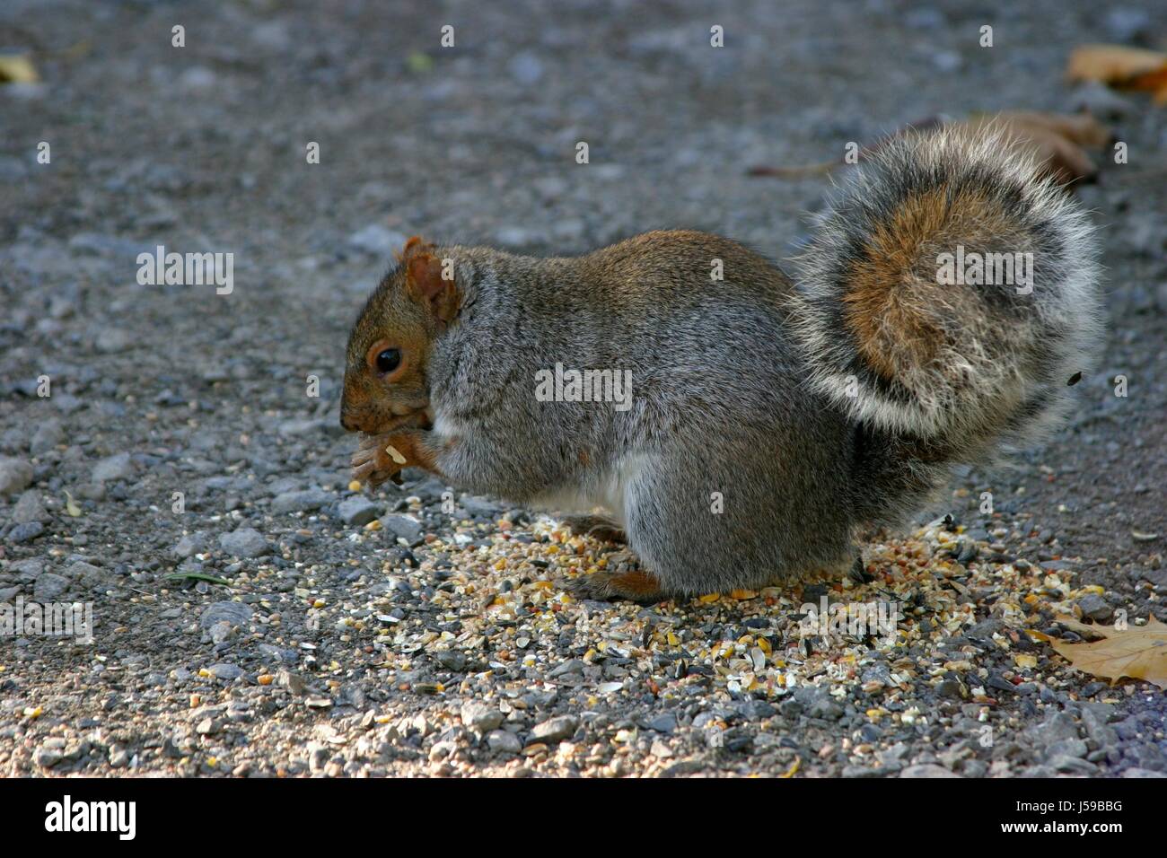animal fauna rodent skin spring bouncing bounces hop skipping frisks ...