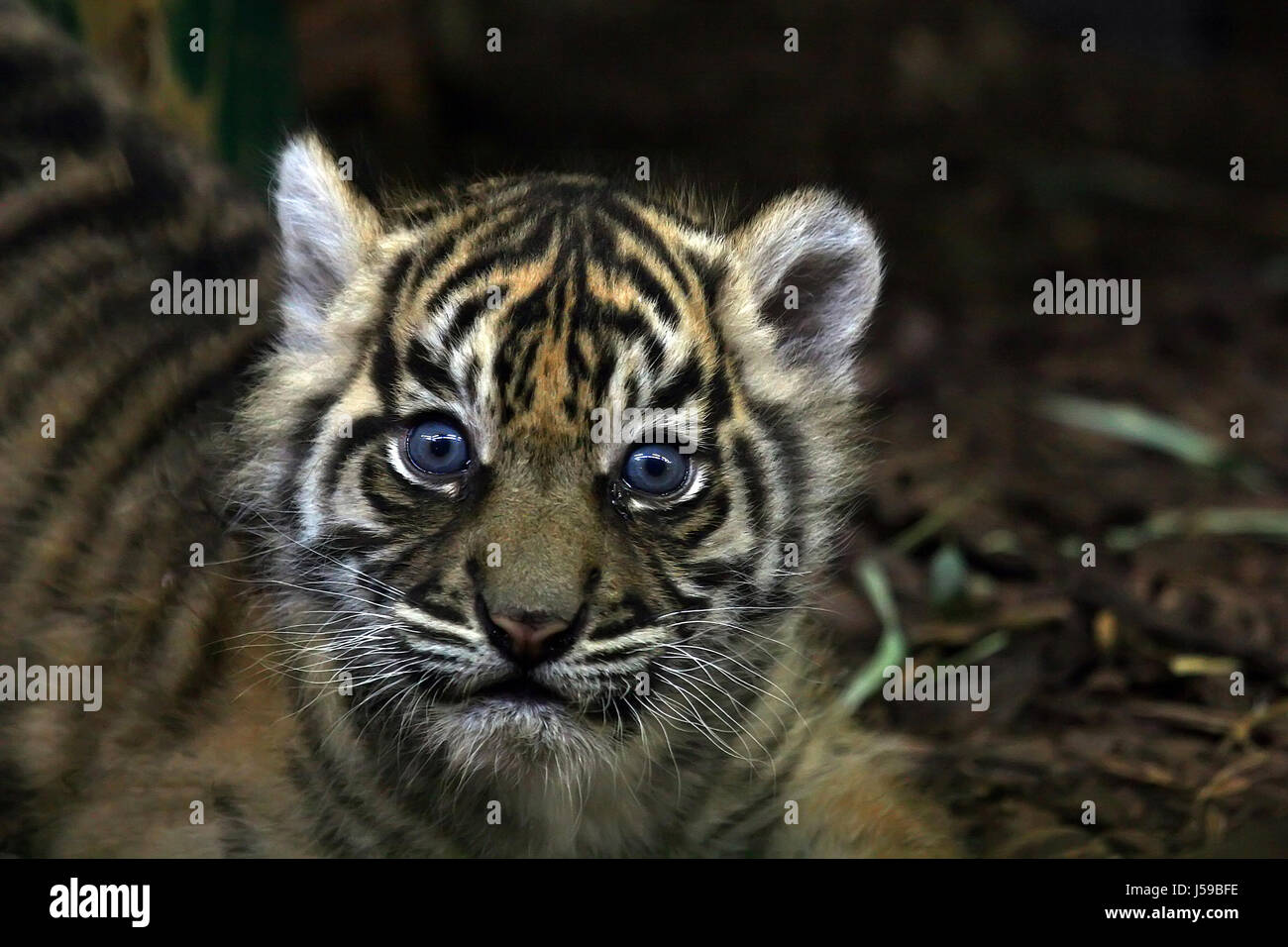 tiger in miniature Stock Photo - Alamy