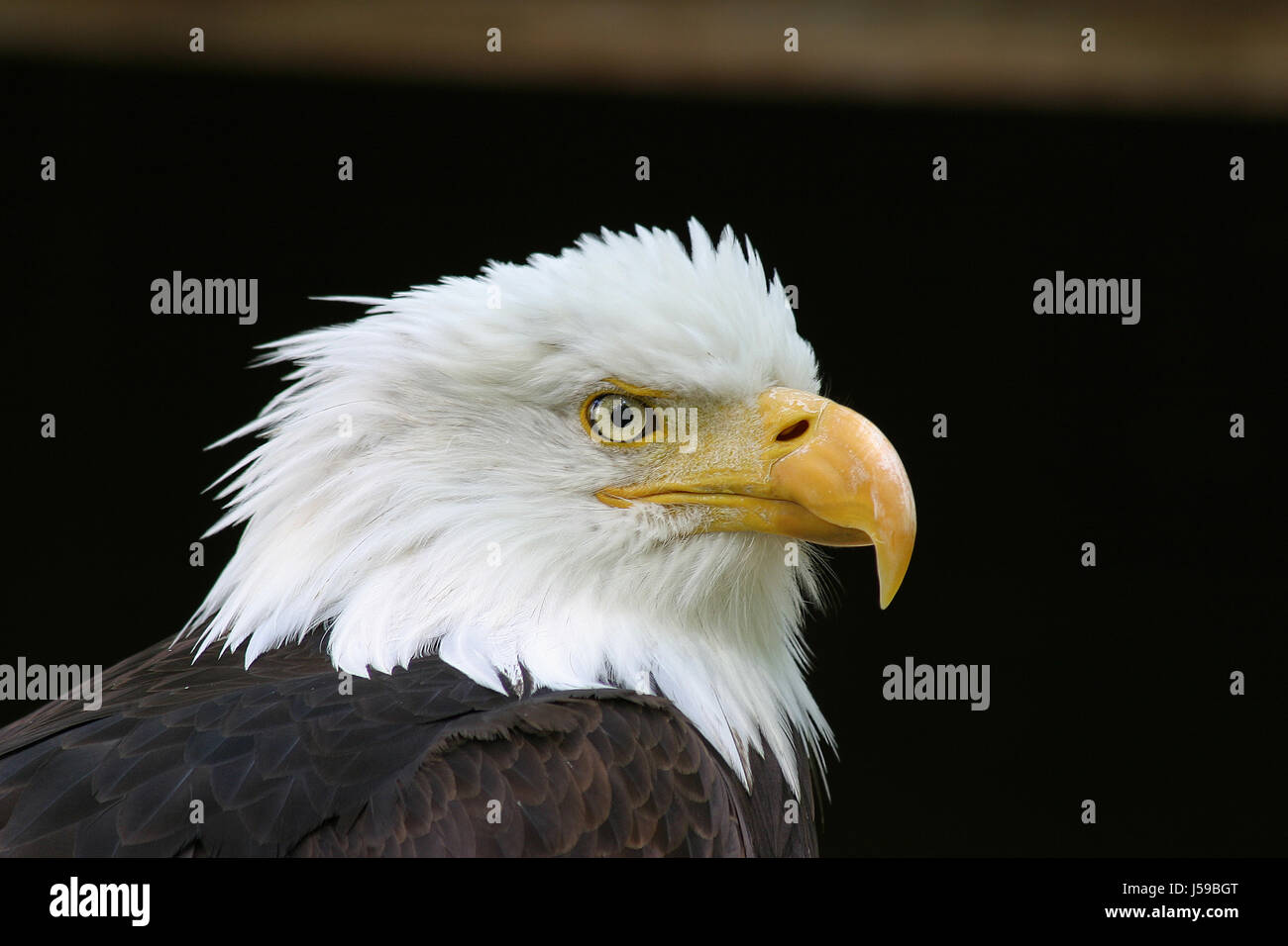 macro close-up macro admission close up view animal bird portrait birds ...