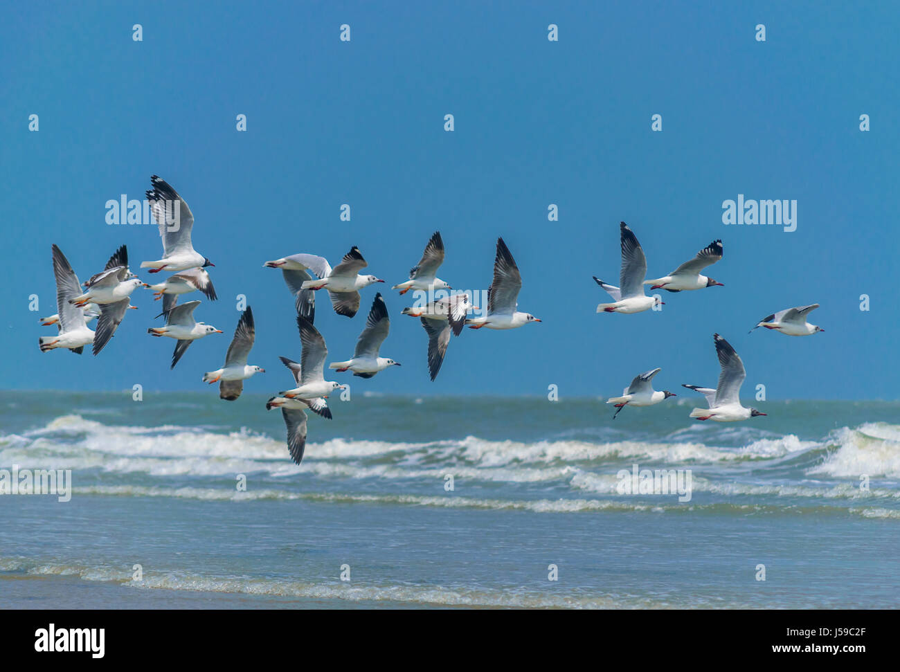 Birds flying in a group Stock Photo - Alamy