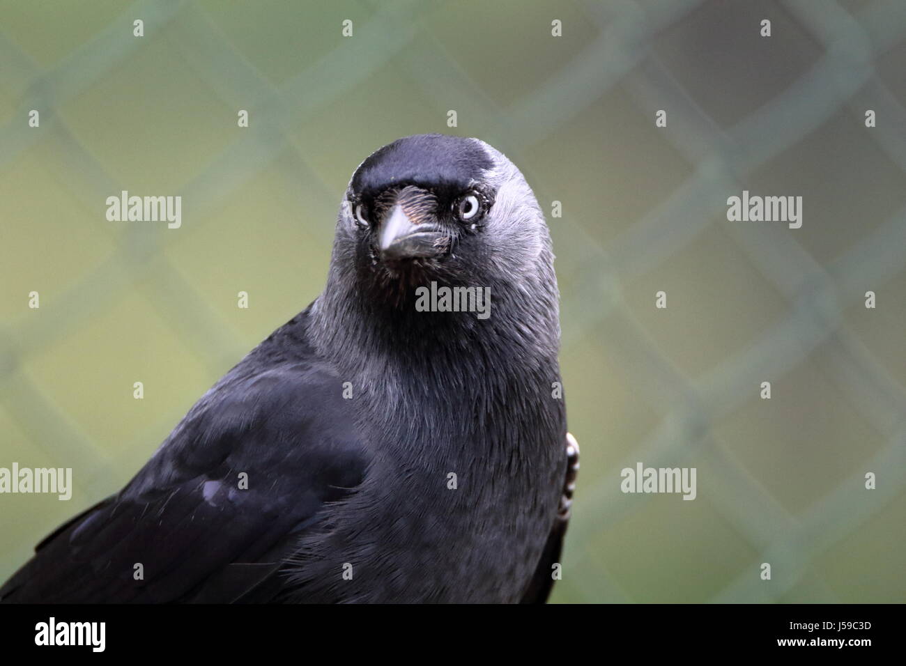 Jackdaw, a crow with a distinctive silvery sheen to the back of its ...