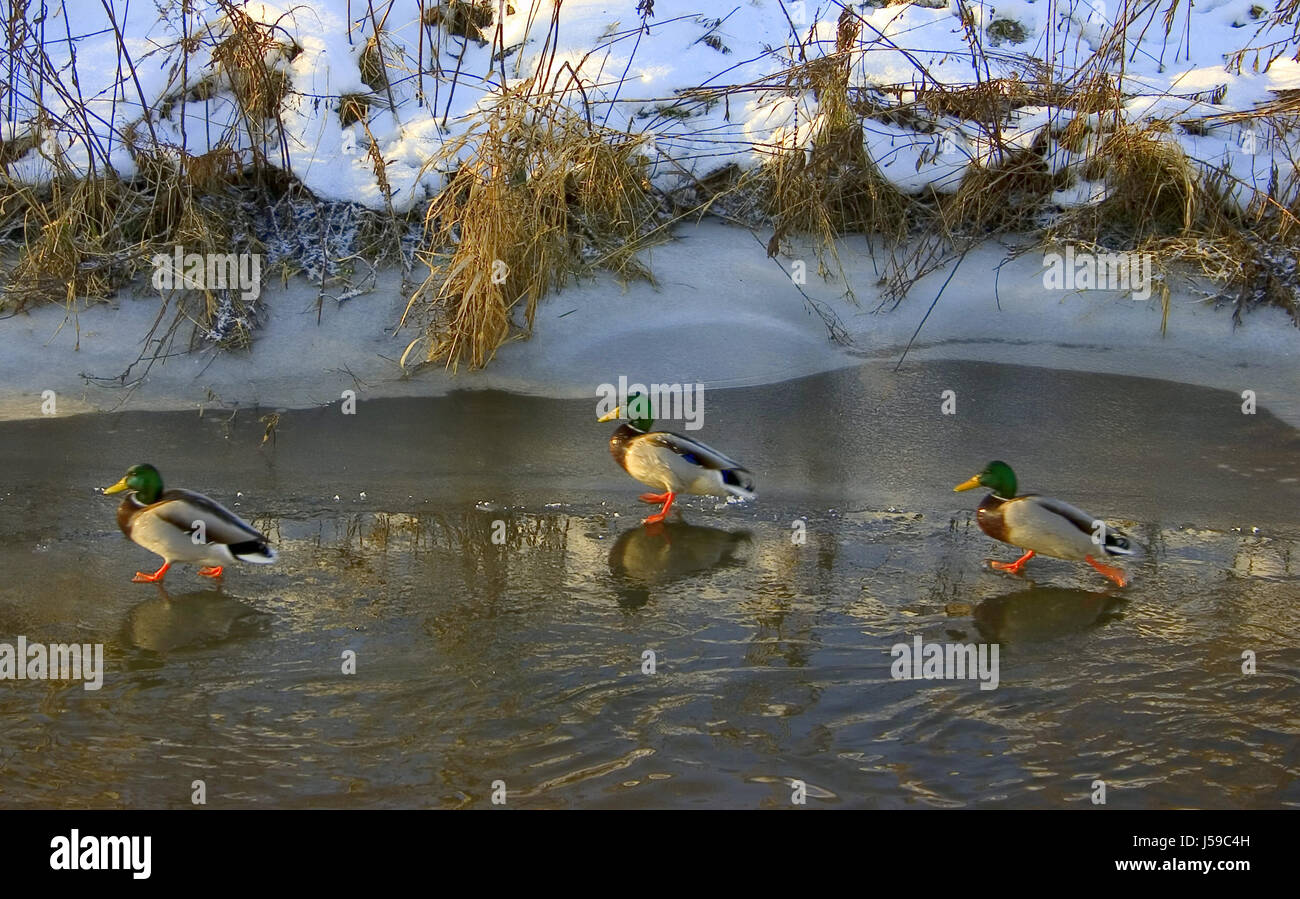 winter cold ice ducks three landscape format waddle sport sports run ...