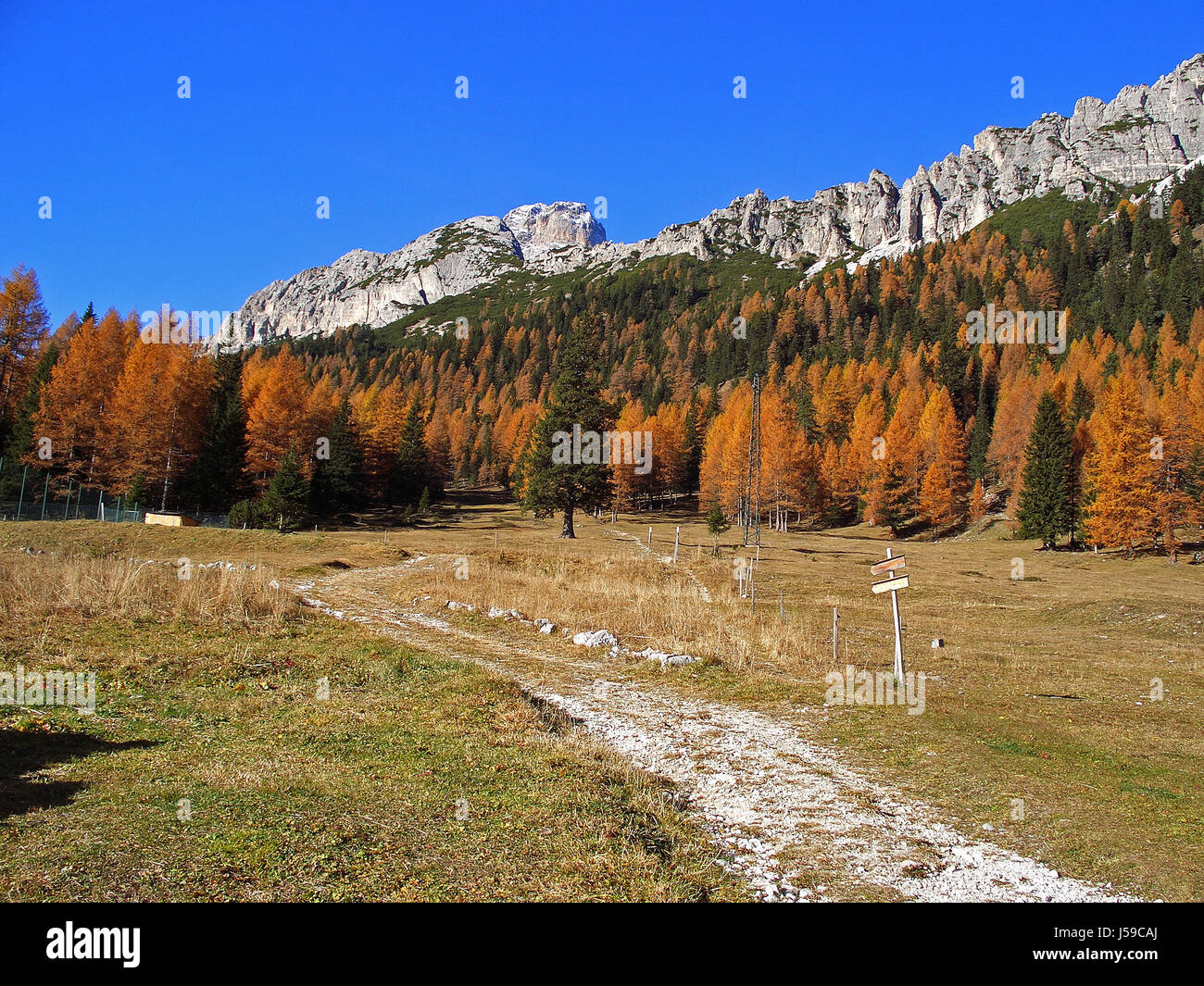 sign signal tree trees mountains dolomites south tyrol firs signpost ...