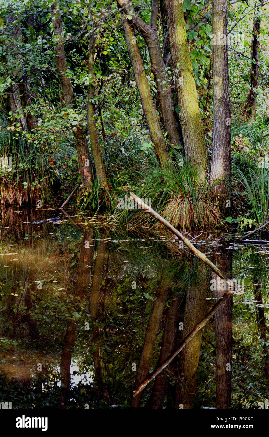 tree trees swamp brandenburg fen morass waterholes forest nature ...