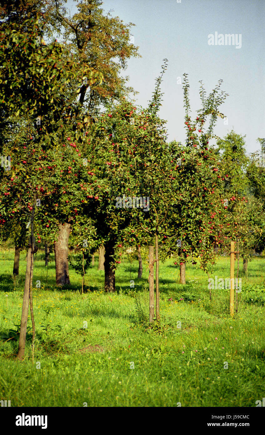 green potsdam brandenburg apple tree berlin apples apple a trip goal ...