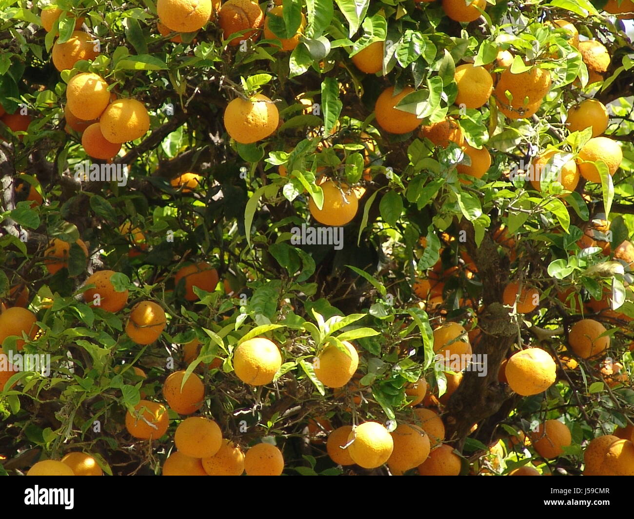 orange splendor in crete Stock Photo - Alamy