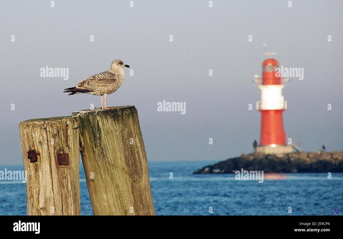 bird birds harbor harbours young animal feather salt water sea ocean ...