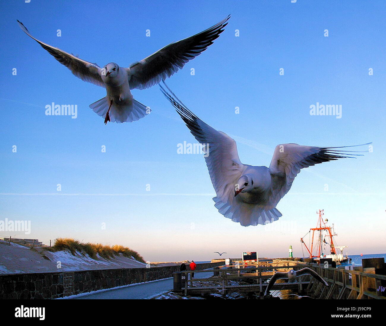 bird birds harbor harbours pier feather salt water sea ocean water mve ...