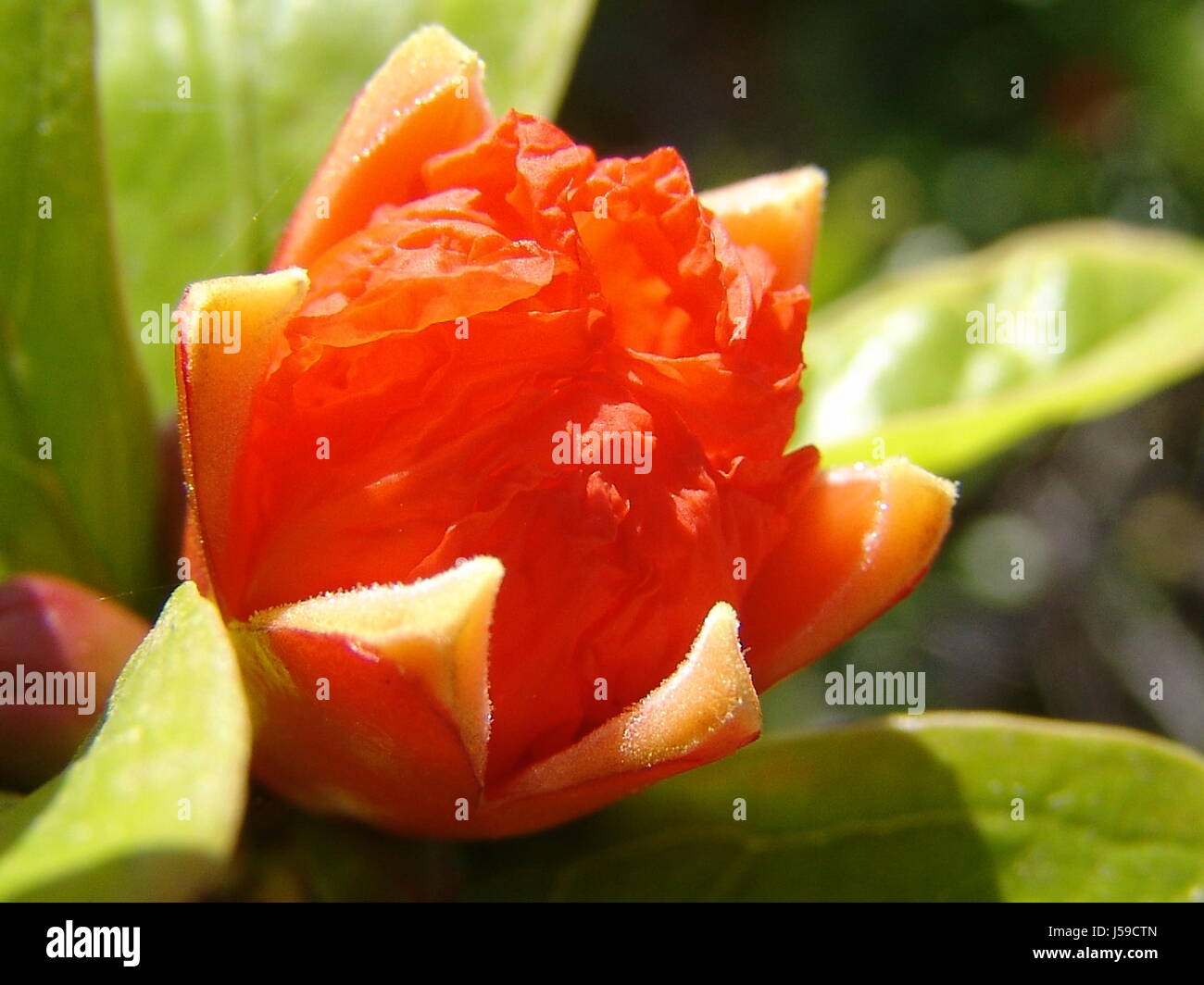 orange shine shines bright lucent light serene luminous beautiful ...