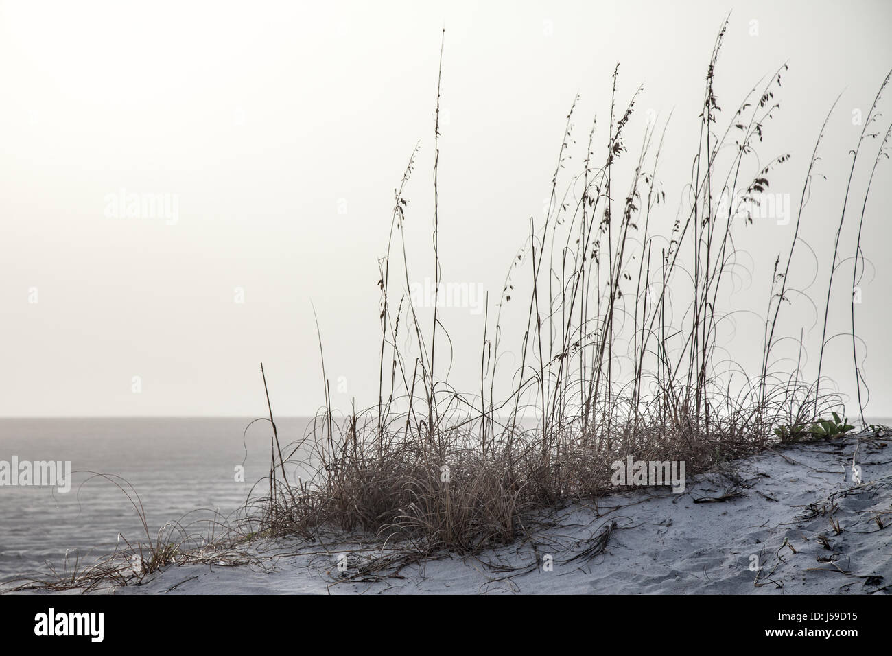 sea grass on the beach Stock Photo - Alamy