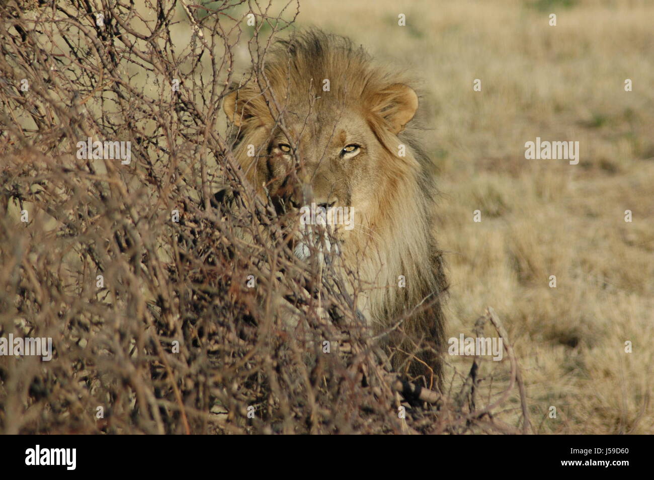 namibia lion cat big cat feline predator cats mammals nature mhnenlwe ...