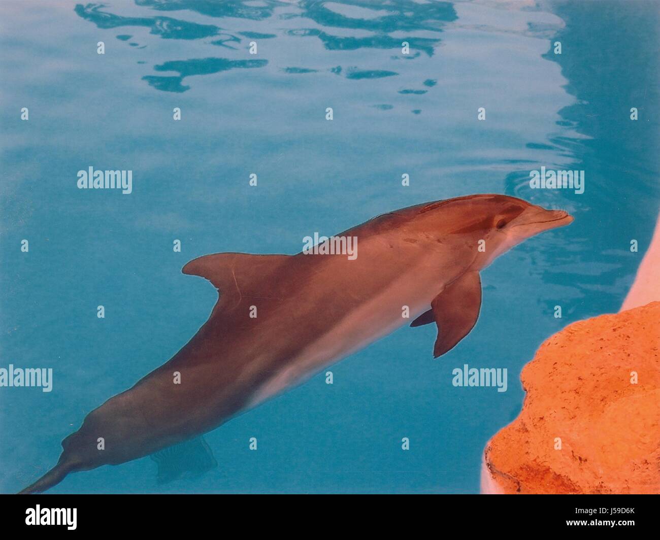 blue stone aquarium landscape format tank porpoise orange dolphin ...