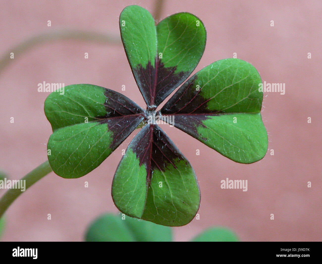 sign signal green leaves four rare cloverleaf rareness pictogram symbol ...