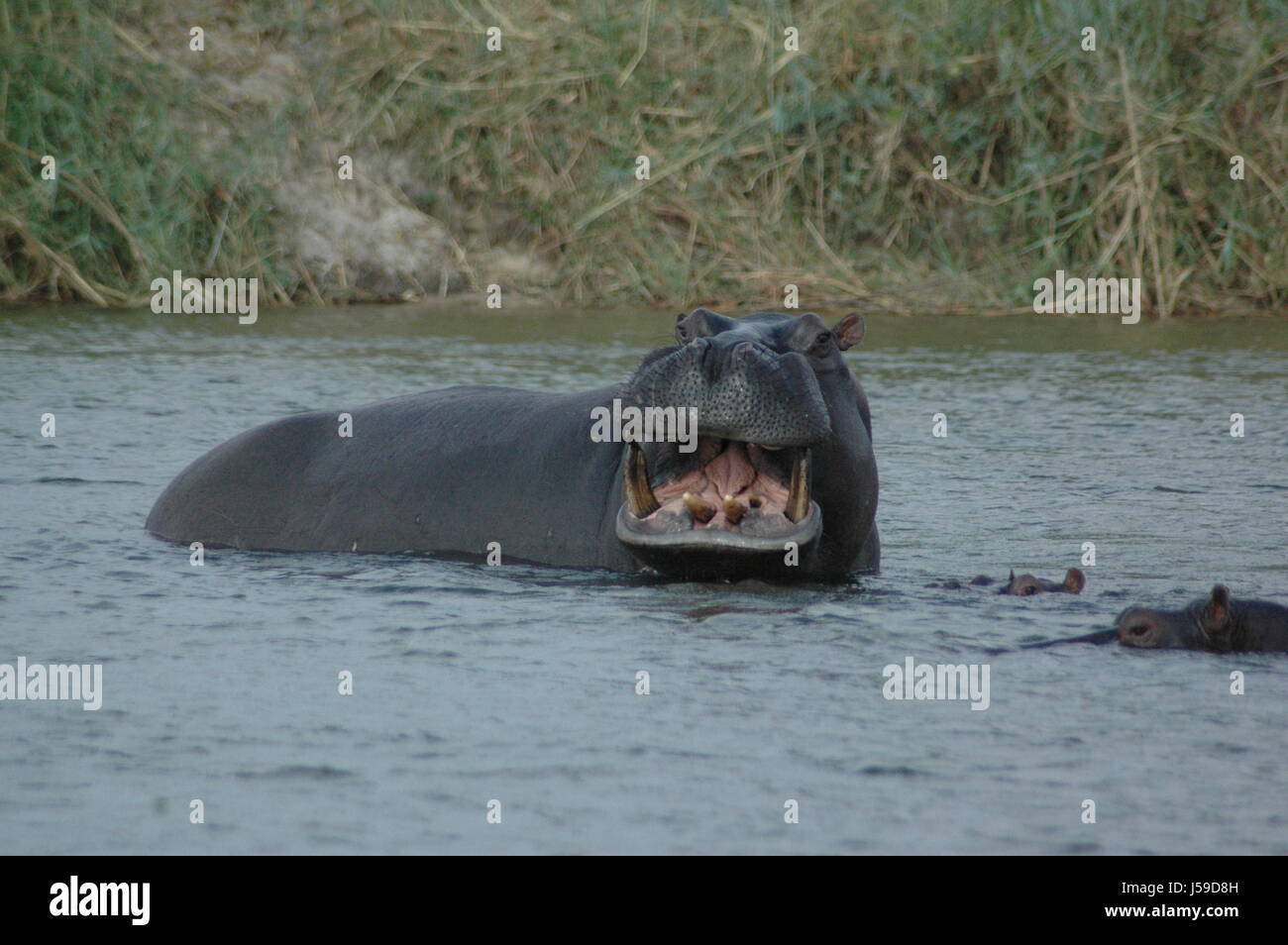 hippo warning 1 Stock Photo - Alamy