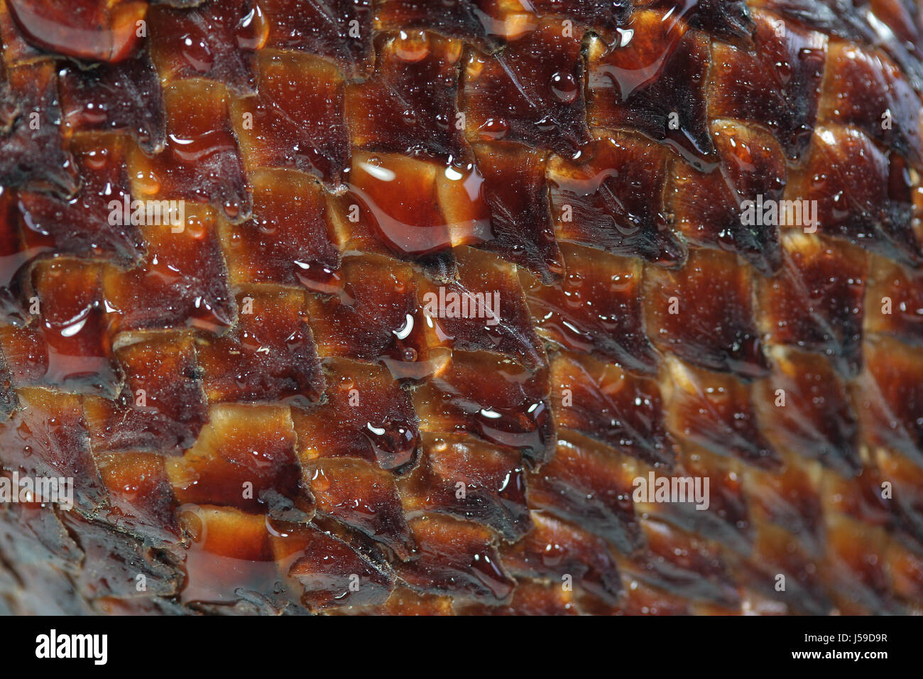 brown brownish brunette hovel fruit exotic bright shiny smooth ...