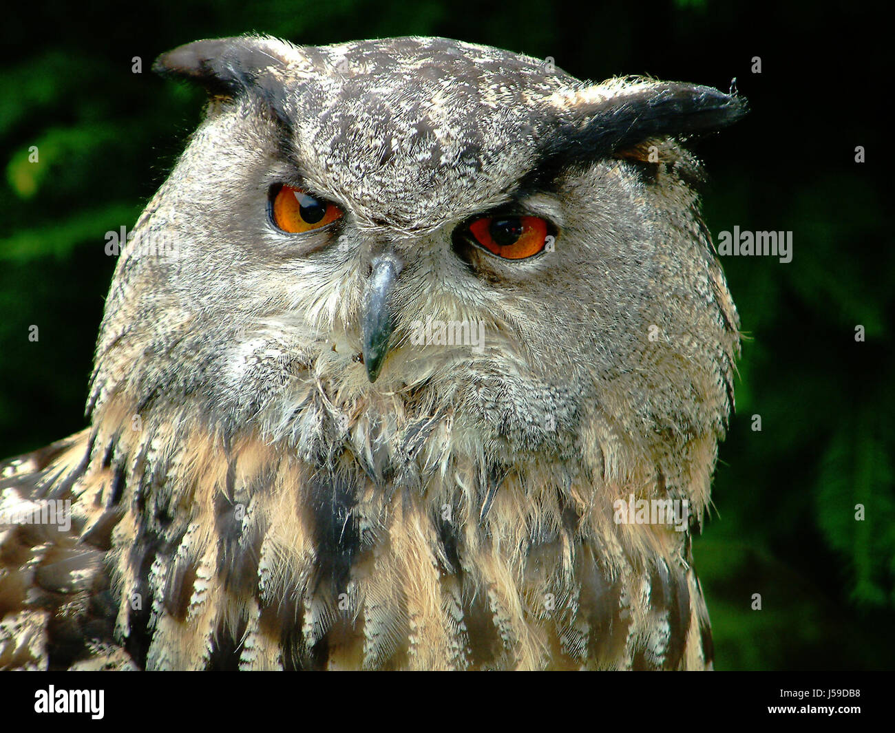 bird birds eyes raptor look glancing see view looking peeking looking ...