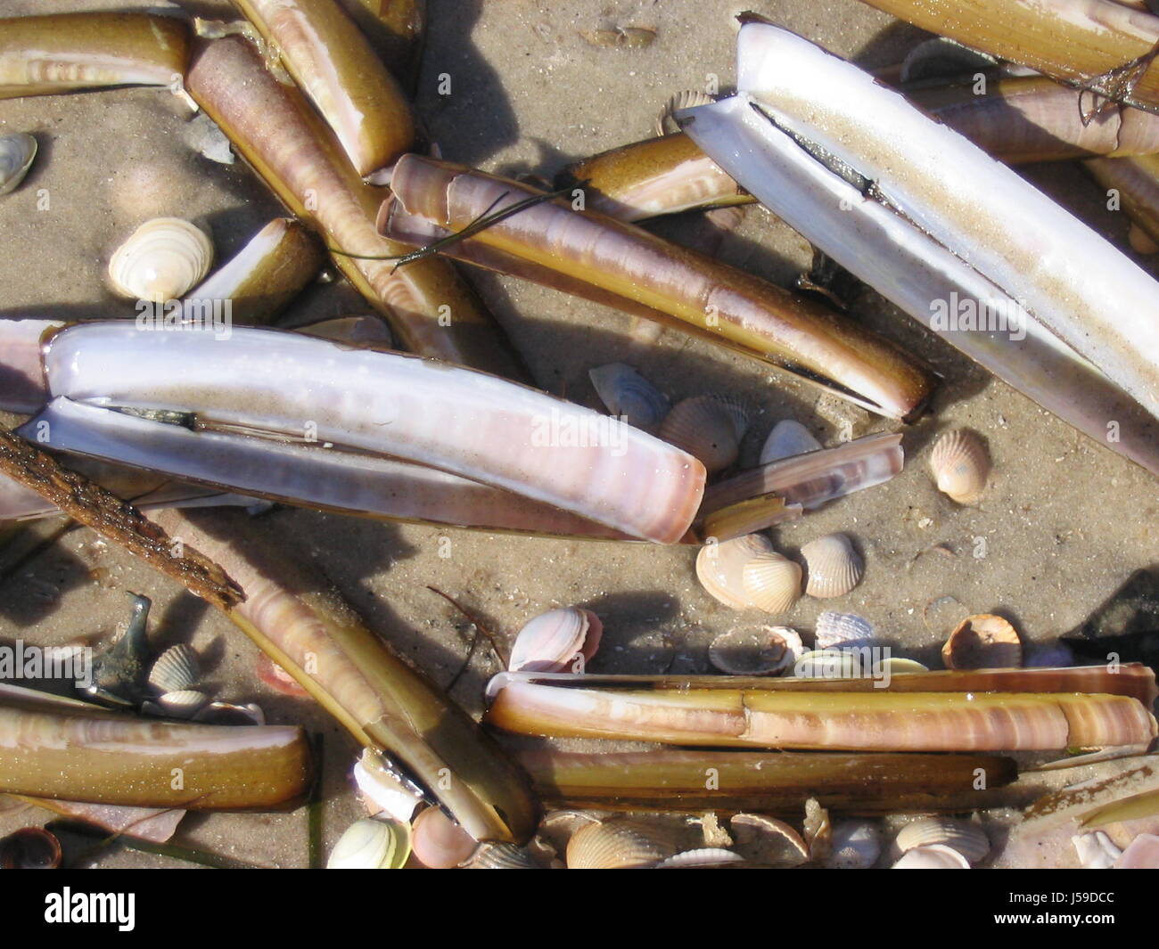 Shellfish wreck hi-res stock photography and images - Alamy