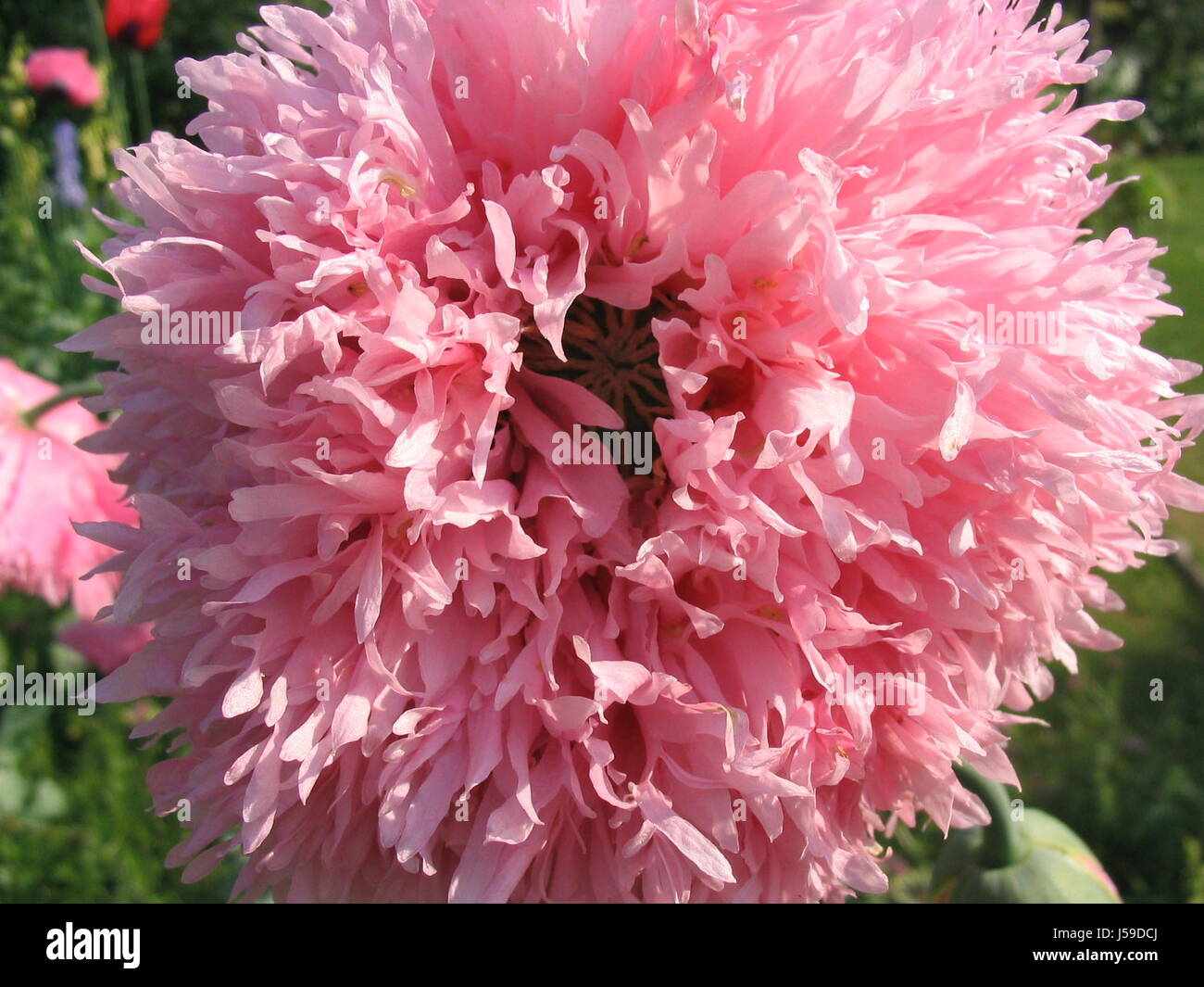 garden bloom blossom flourish flourishing poppy bed gardens shrub ...