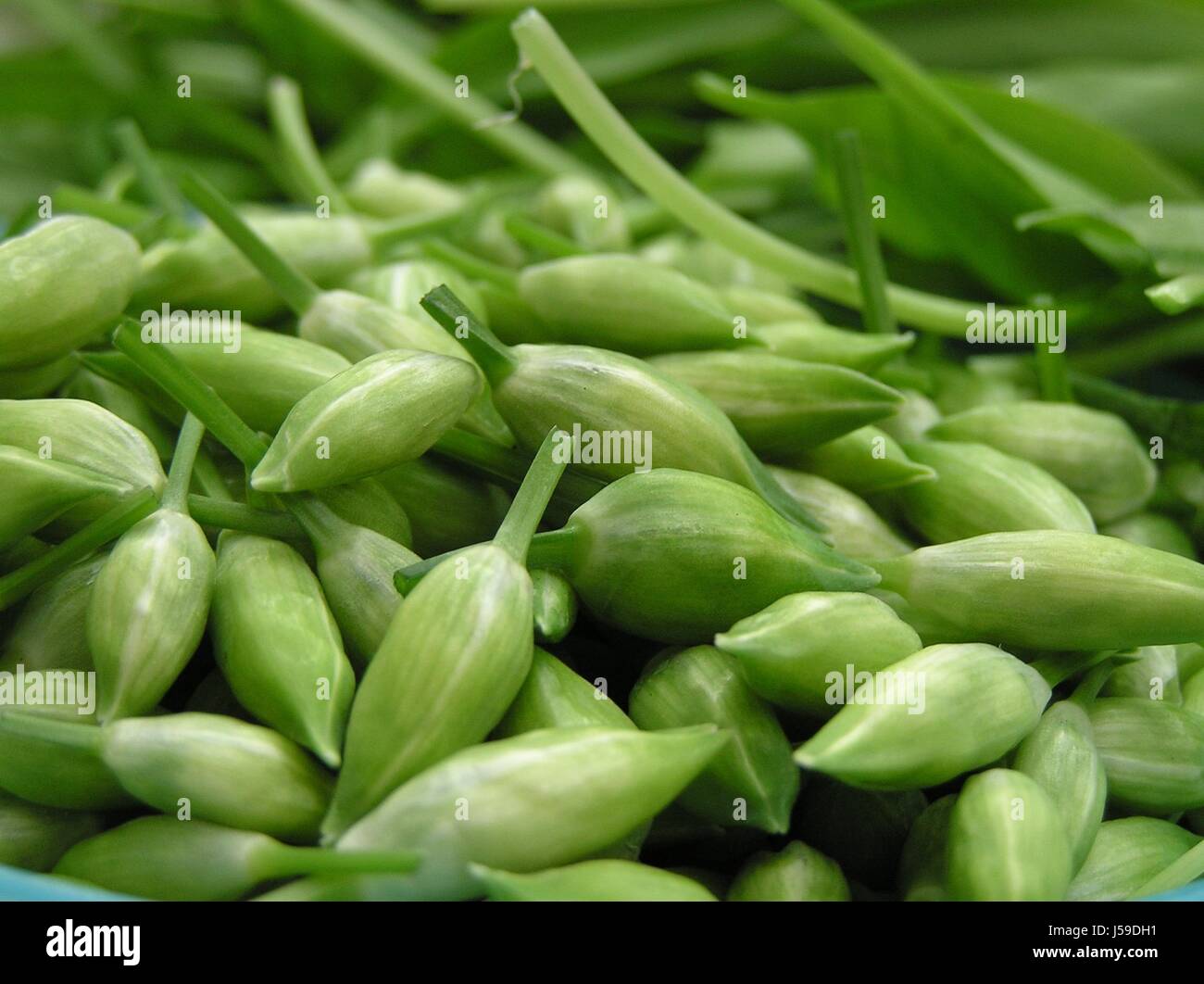 wild garlic,allium ursinum,buds Stock Photo - Alamy