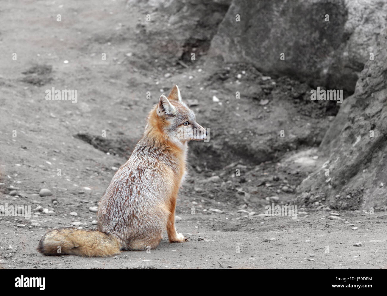 Steppenfuchs hi-res stock photography and images - Alamy