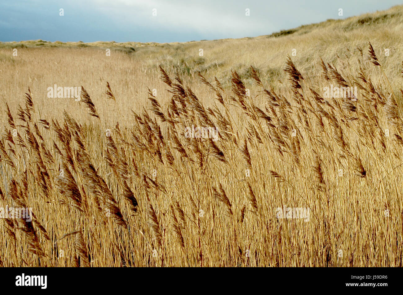 sunset swamp water north sea salt water sea ocean holland thunderstorm ...