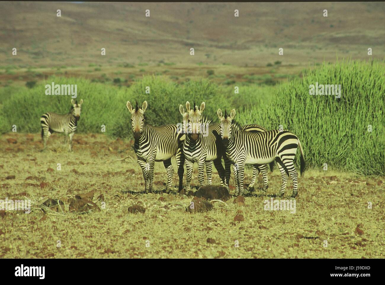hartmann mountain zebra Stock Photo - Alamy