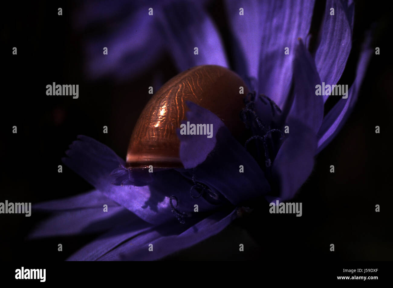 Snail waiting hi-res stock photography and images - Alamy