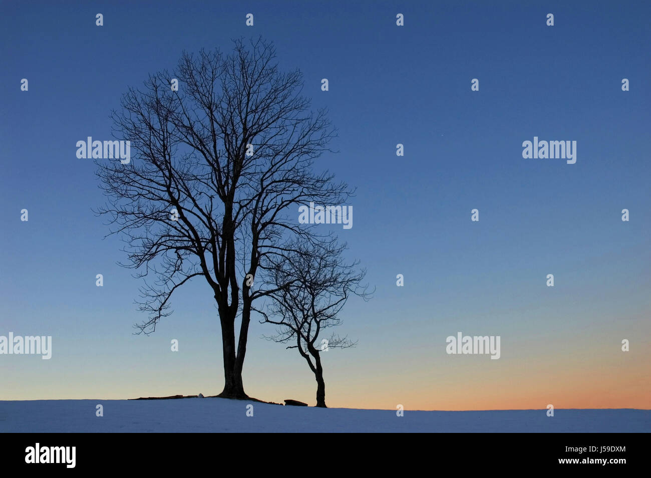 tree trees winter evening sunset branches evening tendency sparse ...