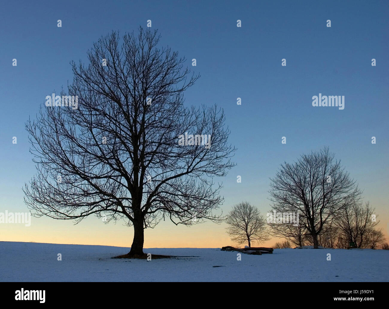 tree trees winter evening sunset branches evening tendency sparse ...
