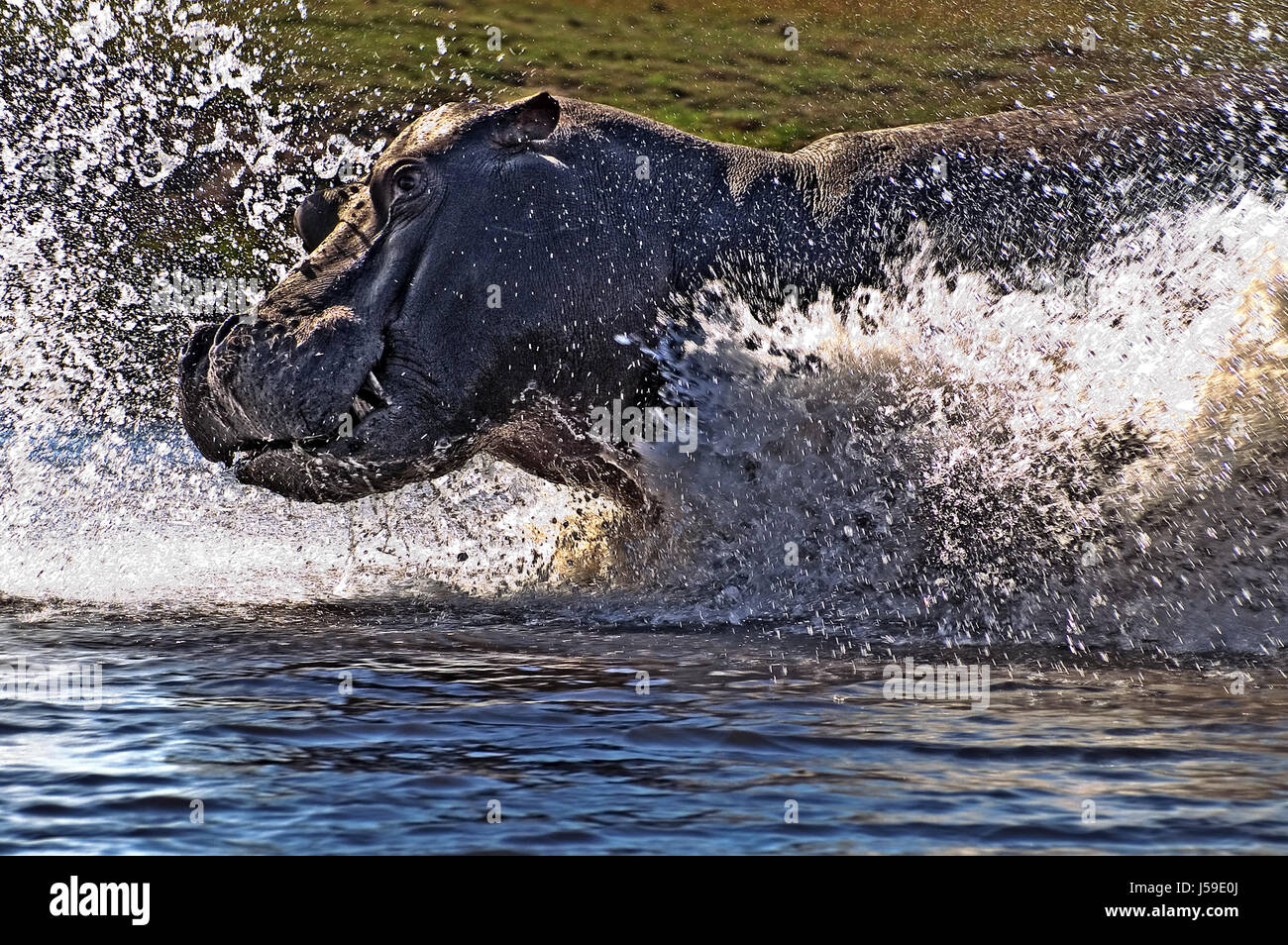 Botrswana hi-res stock photography and images - Alamy