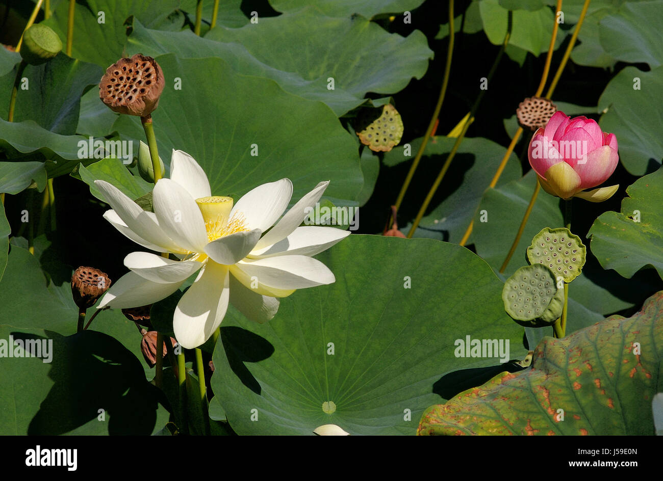 Botany nelumbonaceae lotus hi-res stock photography and images - Alamy
