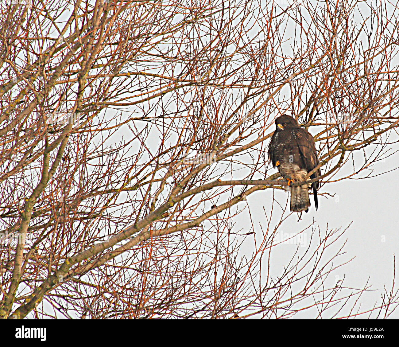 tree bird birds raptor wildlife buzzard put sitting sit nature ...