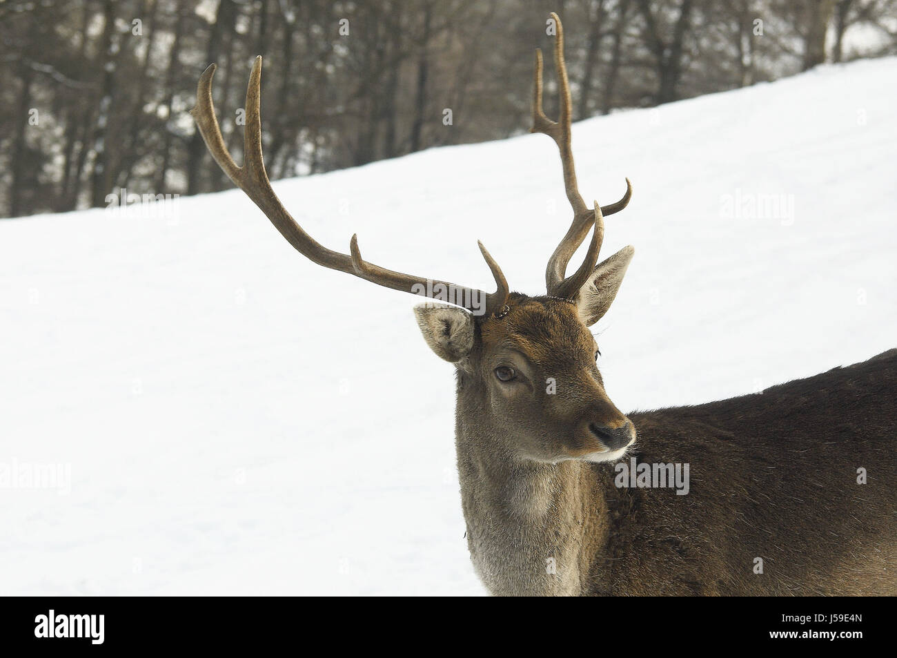 Damhirschportrait hi-res stock photography and images - Alamy