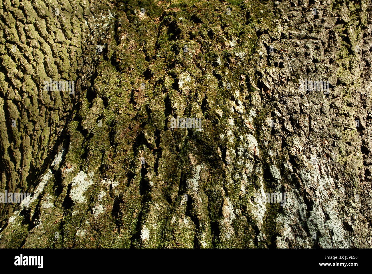 work of art,oak,bark,forest,nature,trunk,eichenrinde,robur,quercus ...