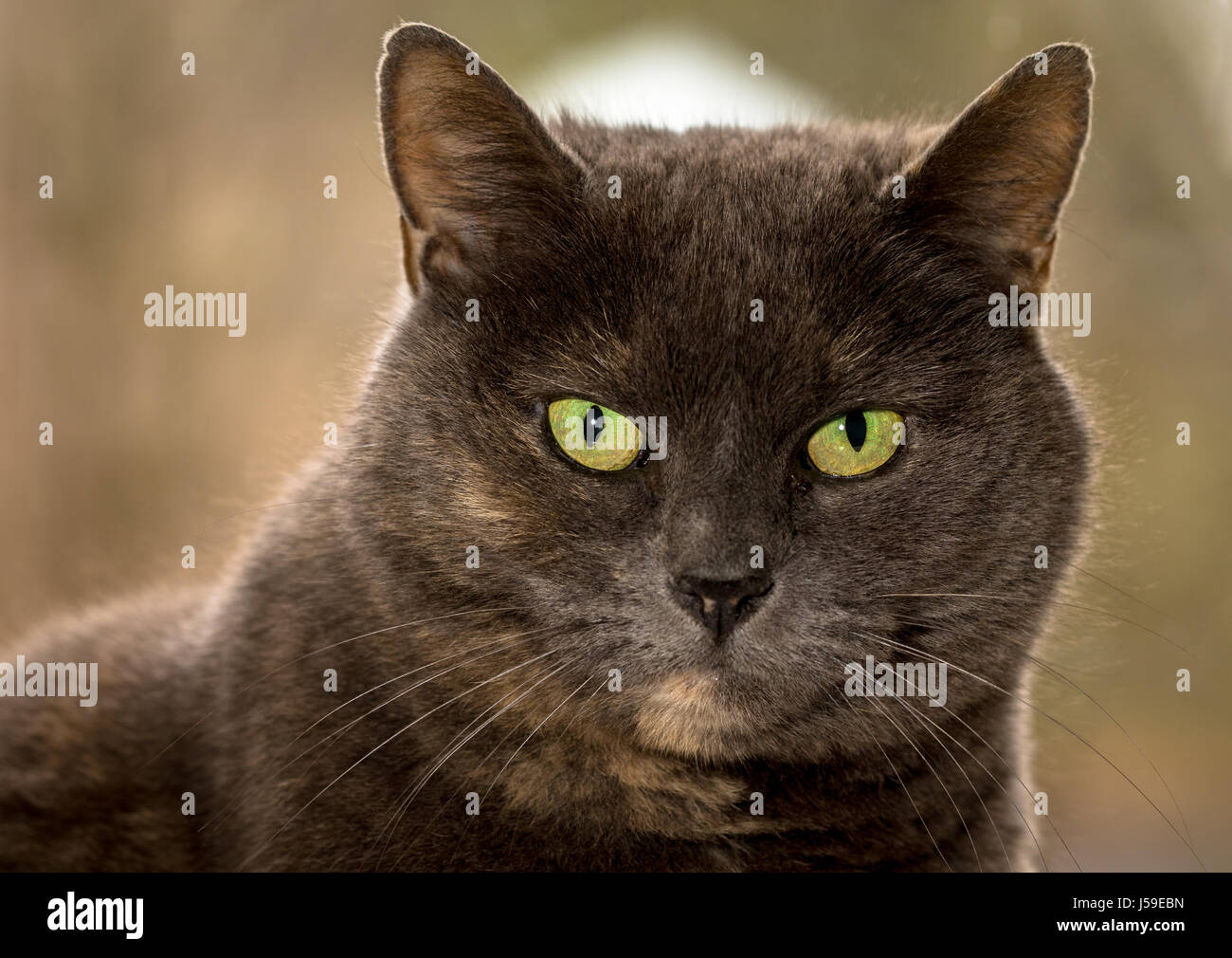 Grey female cat with green eyes looking into camera, head shot Stock ...