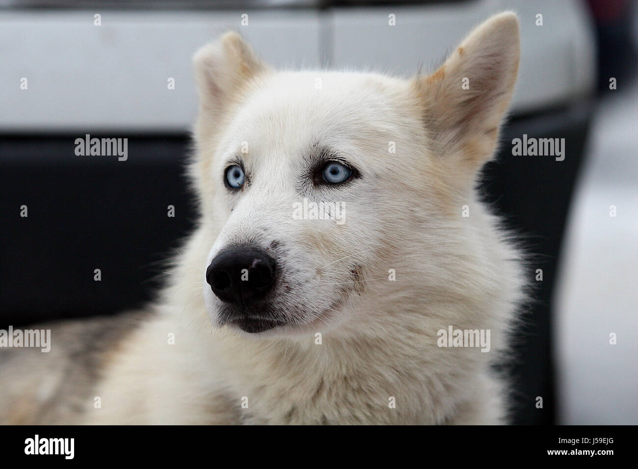 blue winter cold portrait skin dog frost nose muzzle icy dog sledding ...