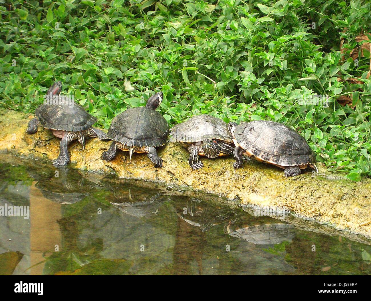 earnest dainty armour turtle tortoise slow speed velocity turtles ...